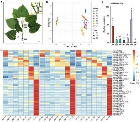 Samples For Small Rna Sequencing And Differentially Expressed Mirna Download Scientific Diagram