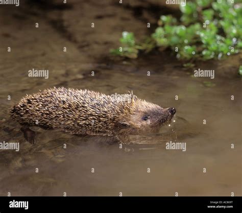 Hedgehog Swimming