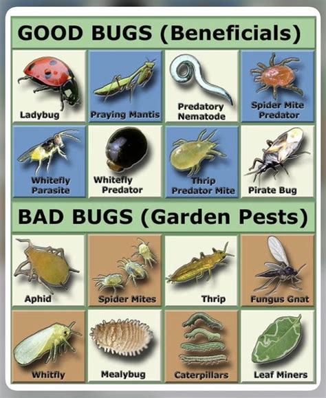Harmful Garden Insects