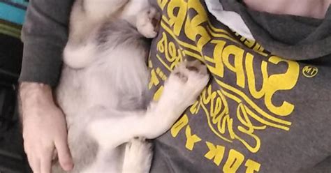 To Those Few That Are Confused Between Huskies And Malamutes This Is A