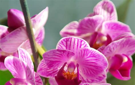 How To Grow Orchids Indoors The Ultimate Guide For Beginners