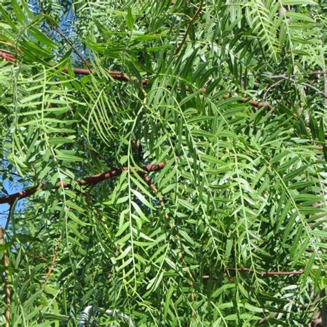 California Pepper Tree Star Nursery Garden And Rock Centers