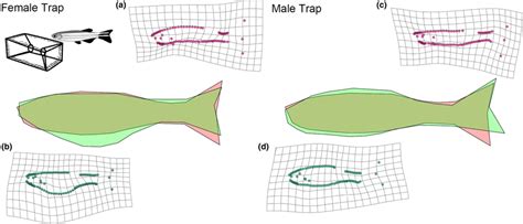 Visualization Of Body Shape Variation Between High And Low