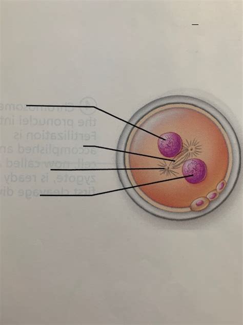 Anatomy Practical 3 Diagram Quizlet