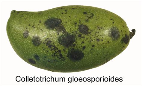 Mango Postharvest Research And Extension Center