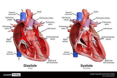 Cardiac Cycle And Heart Anatomy How They Work Together