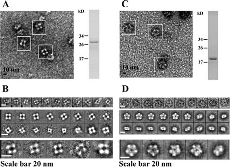 The Oligomerization Pattern Of M1 And Its N Terminal Domain The 101 Download Scientific