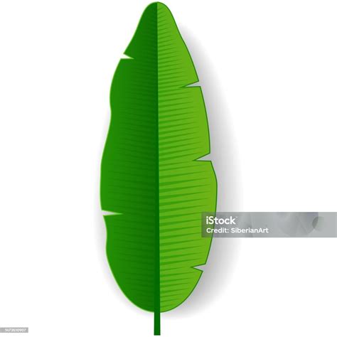 Green Tropical Single Leaf Vector Isolated Icon Stock Illustration Download Image Now