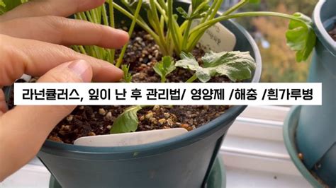 라넌큘러스 구근으로 키우기 싹이 난 이후 신경 쓸 점 Youtube