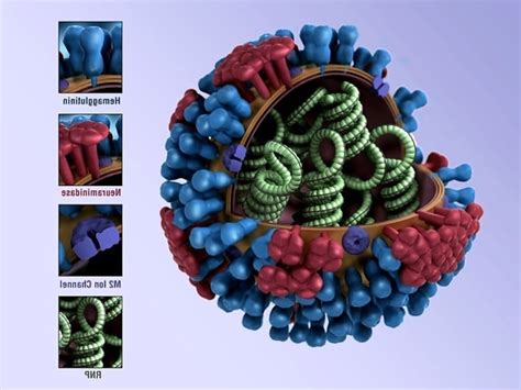 Gratis Billede Dimensionale Model Influenza Virus