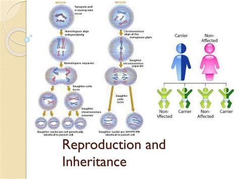 Reproduction And Inheritance Ppt Download Inheritance Reproduction Ppt