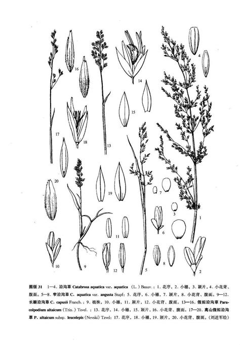 窄沿沟草图册 360百科