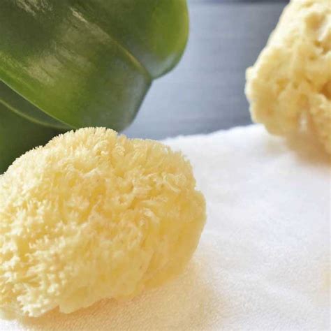 ბეტერი სხეულის ბუნებრივი ღრუბელი ავერსი