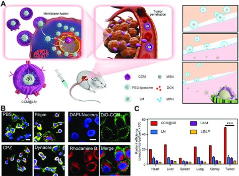 The Strategy Of Natural Cell Membrane Derived Fusion That Is Mediated Download Scientific