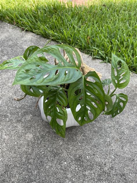 Was Neglected Into One Tiny Twig Nursed It Back To A Healthy Plant One Of My Favorites R