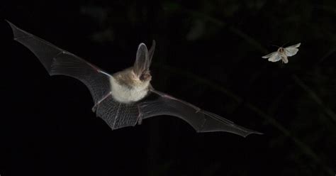 A World Rich In Wildlife Where Bats And People Thrive Together News
