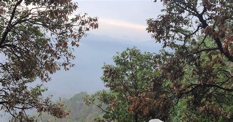 Teaching Learning With Poornima The Trees Class 10