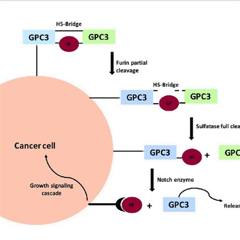 Proposed Model For Glypicans Due To Heparan Sulfate Bridge Hs Gpc3