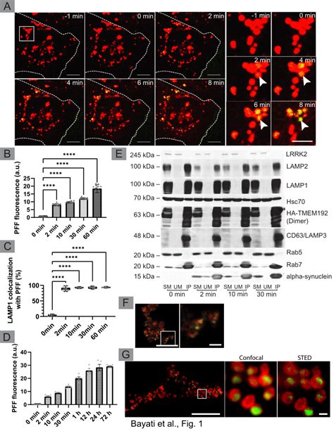 Rapid Internalization And Transport Of Pff To Lysosomes A Download Scientific Diagram