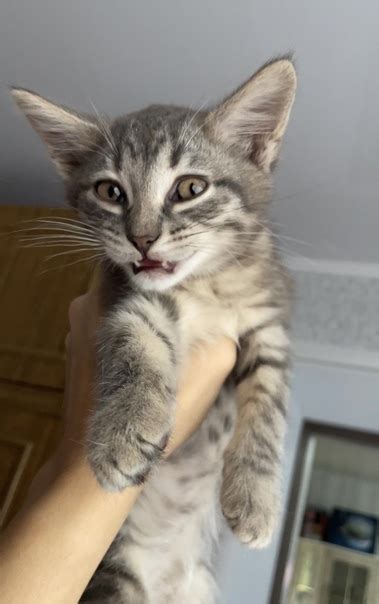 Отдадим даром мальчик приучен к лотку и все кушает БаРаХоЛкА города Гусь хрустальный