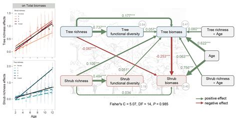 Understory Shrub Diversity Equally Vital As Overstory Tree Diversity To Promote Forest