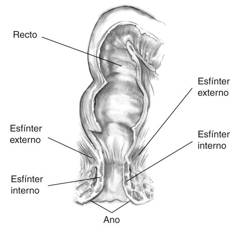 M Sculos Del Esf Nter Anales Externos E Internos Con El Esf Nter