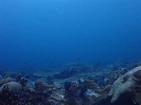 Epi Elasmobranch Project Indonesia