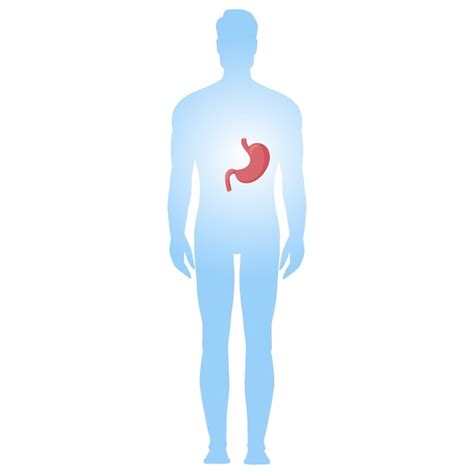 Premium Vector Human Stomach Anatomy In Silhouette Male Body