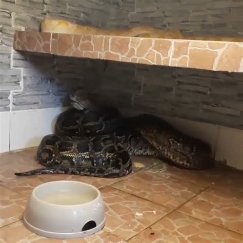 Huge Burmese Python Eating Live Goose 🦆 Youtube