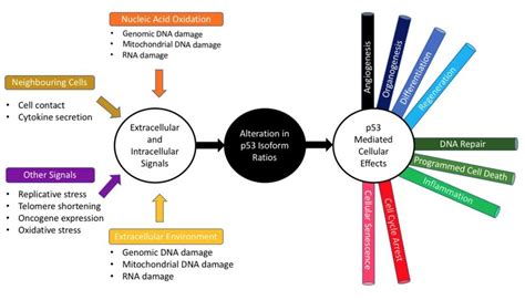 Diagrammatical Presentation Of The Extracellular And Intracellular Download Scientific Diagram