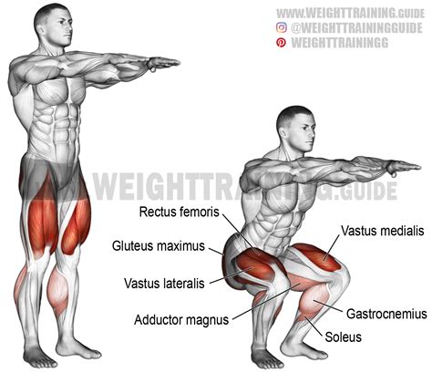 Bodyweight Squat Exercise Instructions And Video Weight Training Guide Squat Workout