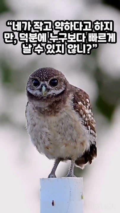 마음의 양식│마음을 채우는 따뜻한 이야기 명언 긍정의말 지식 긍정적마인드 동기부여 긍정의한줄 자기계발 마음의소리로쓰는글 좋은글 공감글귀 Youtube