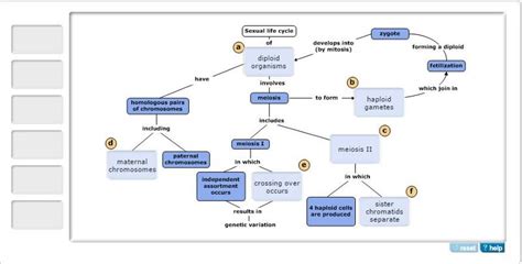 Meiosis Terminology Concept Map Masteringbiology Map The Best Porn