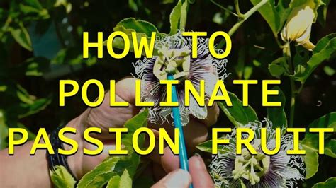 How To Pollinate Passion Fruit Pollination Passion Fruit Passion