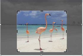 Crop Two Images To Same Size In PowerPoint Step By Step Guide MyExcelOnline