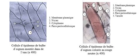 Lorganisation De La Cellule Au Microscope Optique Ou Structure Cellulaire