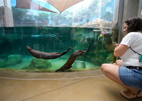 Take A Visual Tour Of Sarasotas Stunning New Mote Sea Aquarium