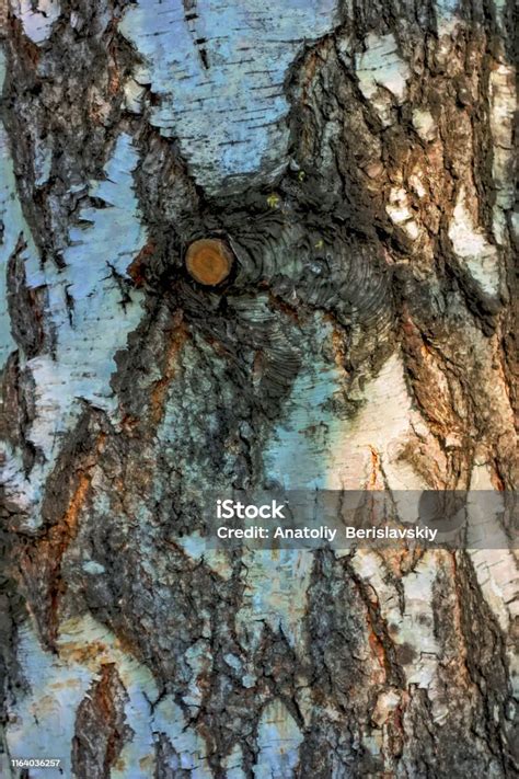 자연 배경 여름철에 실제 자작 나무 껍질 클로즈업의 질감 0명에 대한 스톡 사진 및 기타 이미지 0명 거친 껍질 Istock