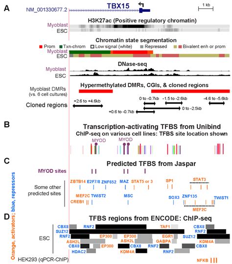 Overlap Of Cloned Regions From The 5 End Of Tbx15 With Transcription Download Scientific