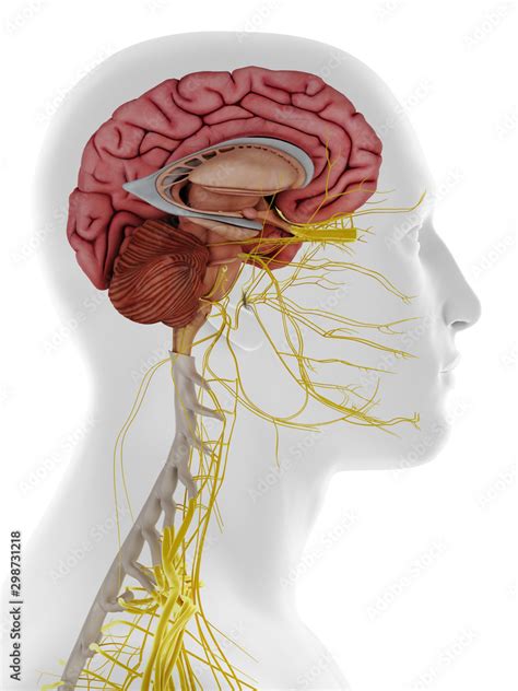 3d Rendered Medically Accurate Illustration Of The Lateral Internal