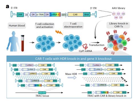 Engineering T Cells By Eric Topol Ground Truths