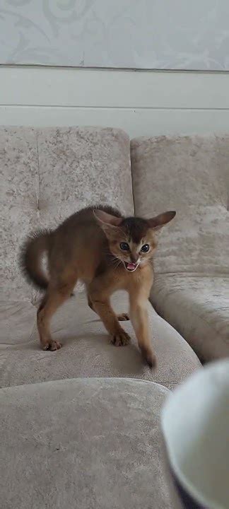 пша пша пша Youtube