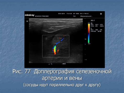 Ультразвуковая диагностика в ветеринарной практике - презентация онлайн