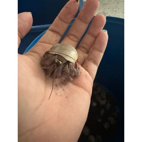 Normal Lila‼️last Stock Shopee Malaysia