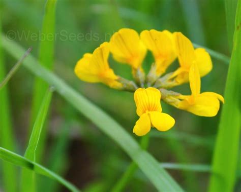 Hippocrepis Comosa Paardenhoefklaver