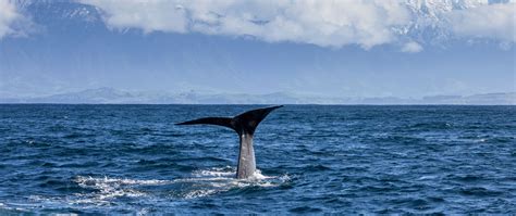 Home Tourism Nz Visual Library