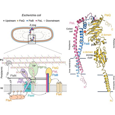 Structure Of The Heterotrimeric Membrane Protein Complex Ftsb Ftsl Ftsq