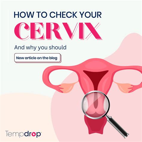Tempdrop 🚨 Blog Alert 🚨 How To Check Your Cervix And Why You Should 🔎 Understanding Your Cervix