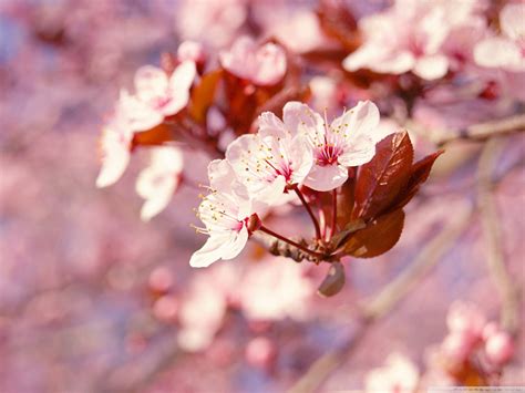 Usa HỘi Du HỌc Sinh ViỆt Nam TẠi MỸ Dạ Tìm Và Share Bài Giúp Em Em đang Build Cv Hđnk ạ Em