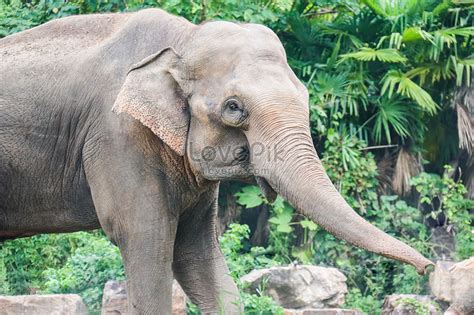 아시아 코끼리 사진 무료 다운로드 Lovepik